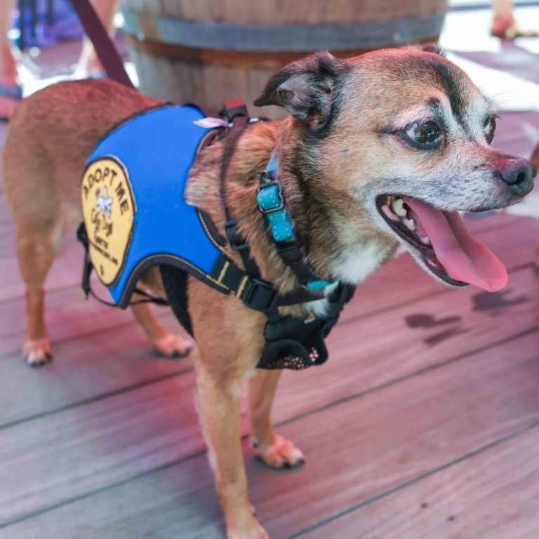 Home - City Dogs & City Kitties Rescue