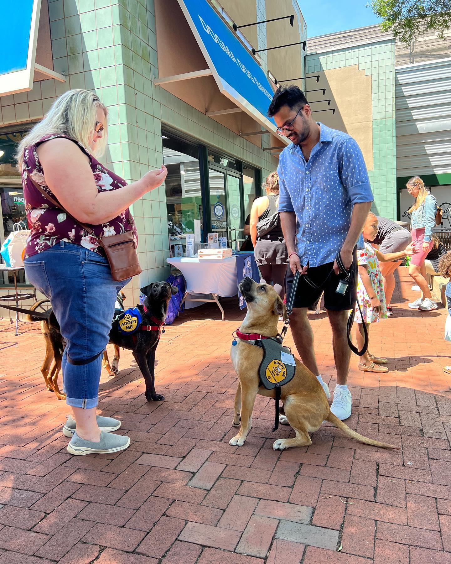 Veterinarians - City Dogs & City Kitties Rescue